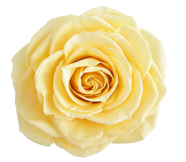 RC SOFT YELLOW | Royal Roses