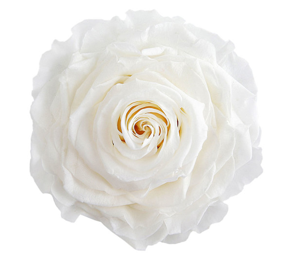 RK PURE WHITE | Royal Roses