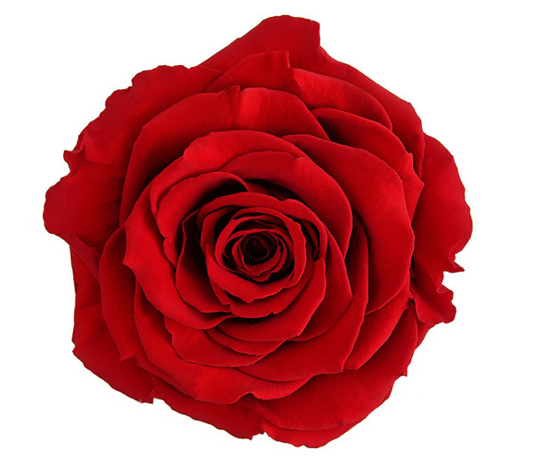 RR FERRARI RED | Royal Roses